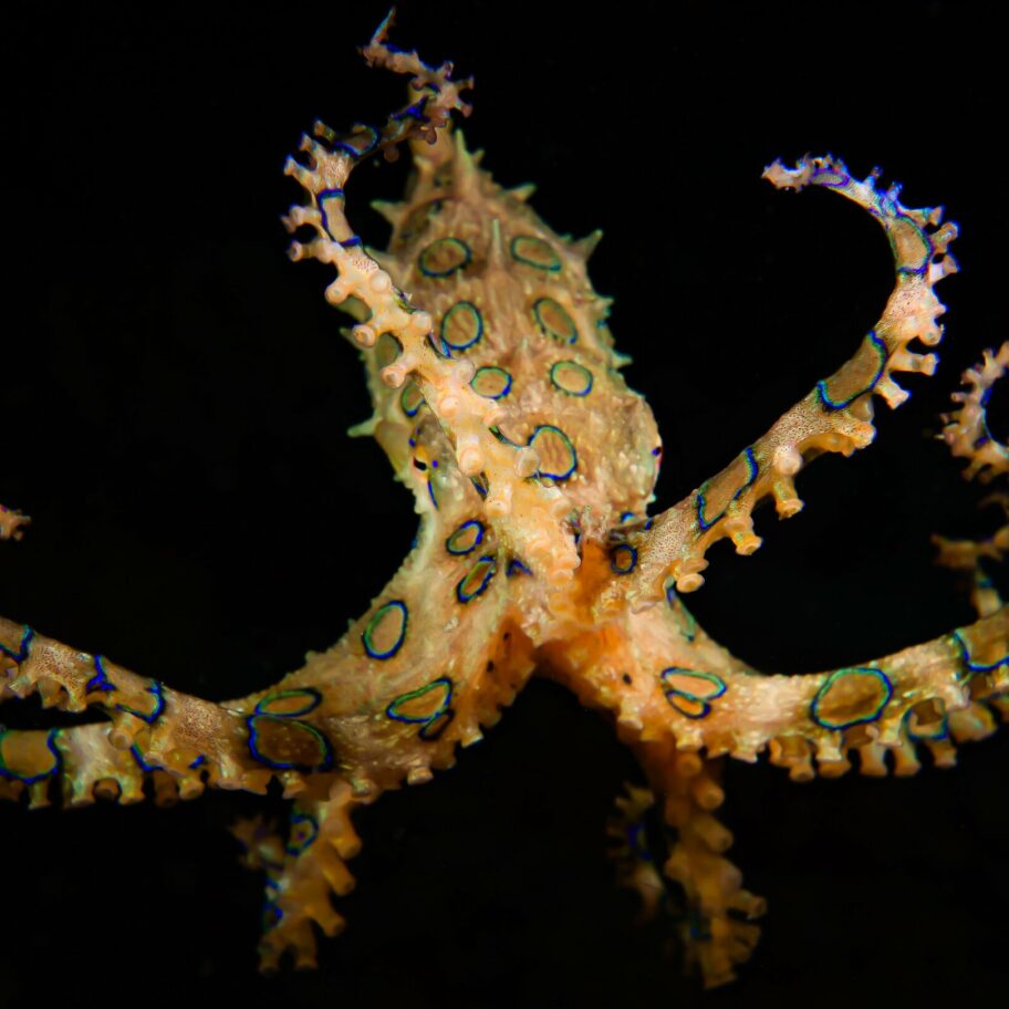 Engineers invent octopus-inspired technology that can deceive and signal - Tech and Science Post