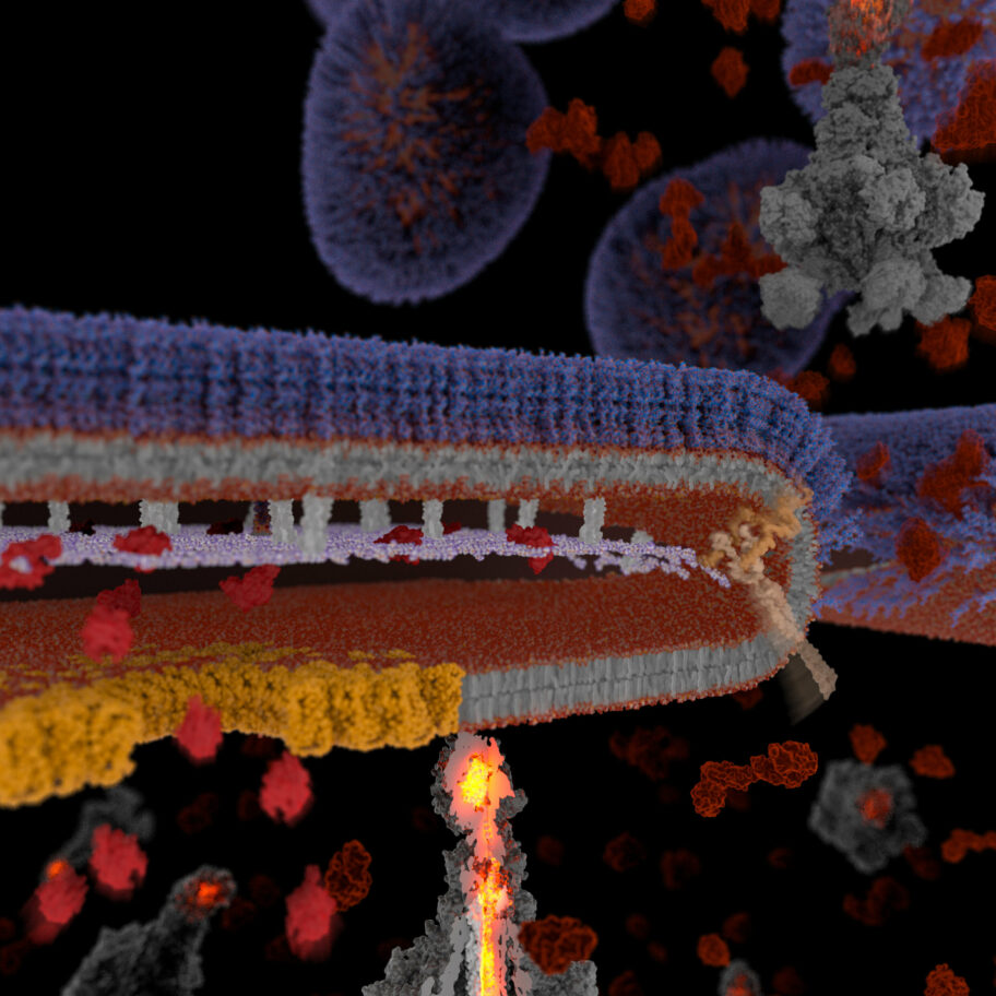 Exploding kamikaze bacteria: How a few 'soldier' cells confer virulence ...