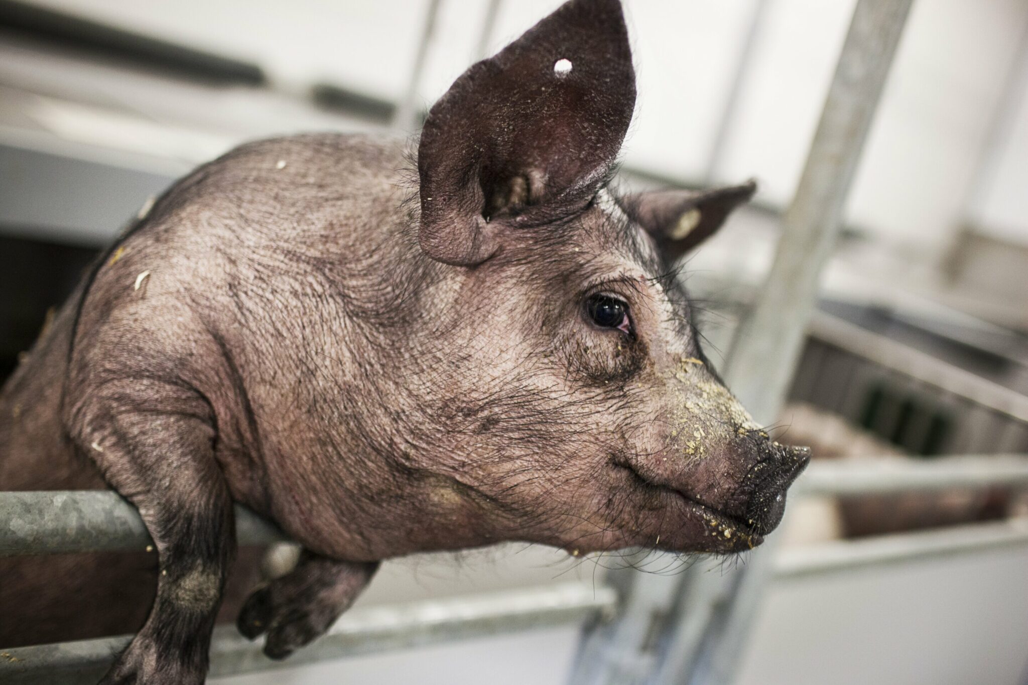 Large-scale mapping of pig genes could lead to greener agriculture ...