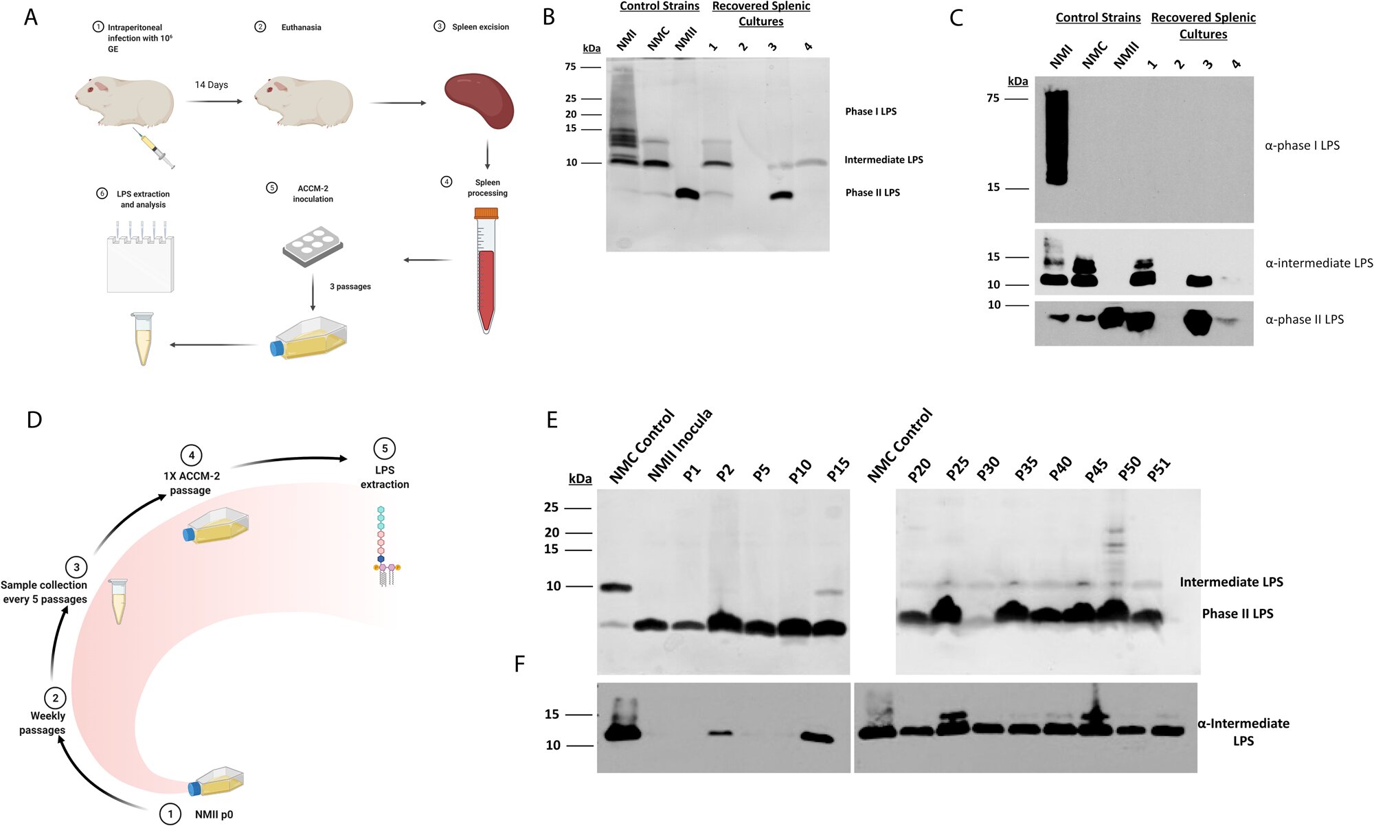 Researchers create safer form of Coxiella burnetii for scientific use ...