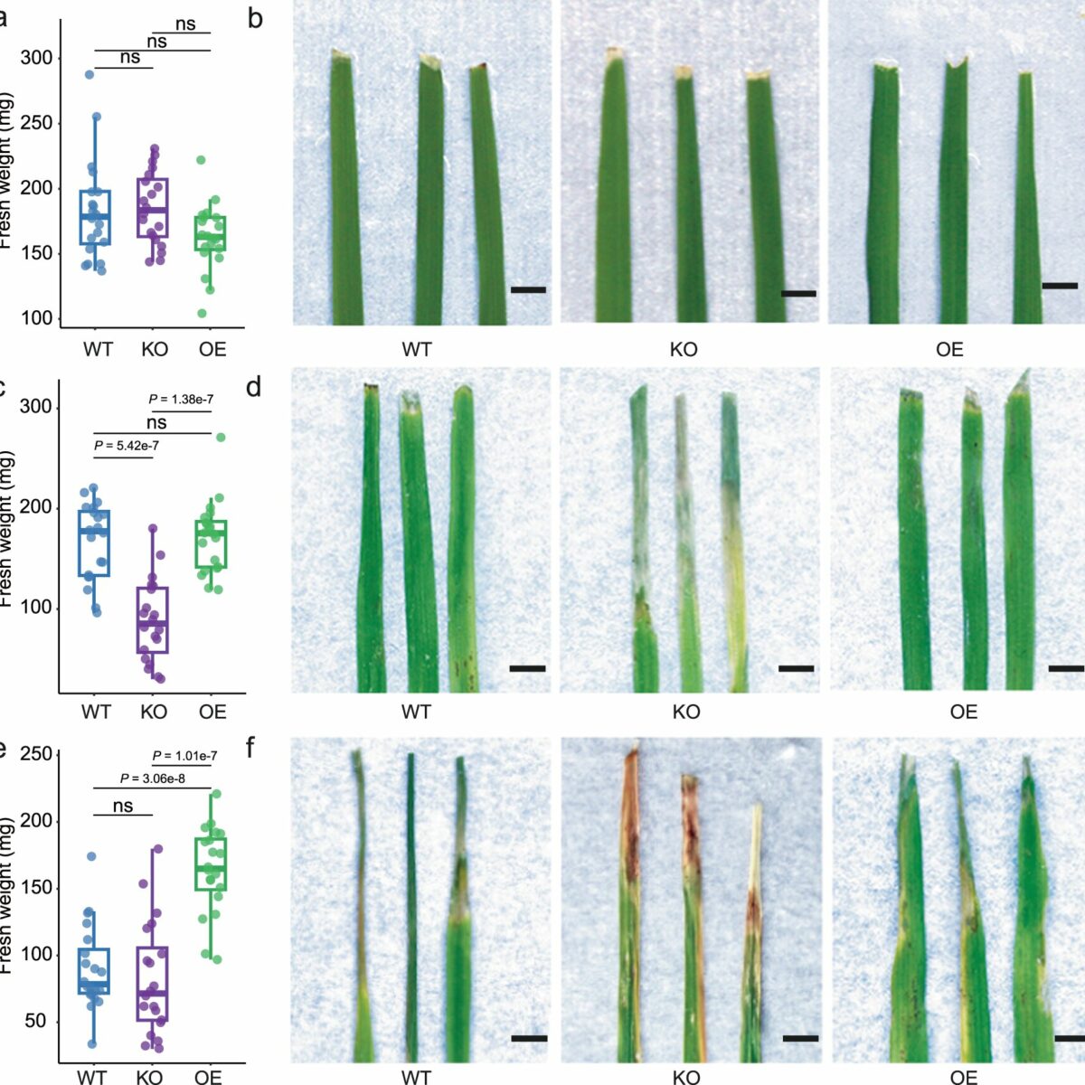 Scientists engineer plant microbiome for the first time to protect ...