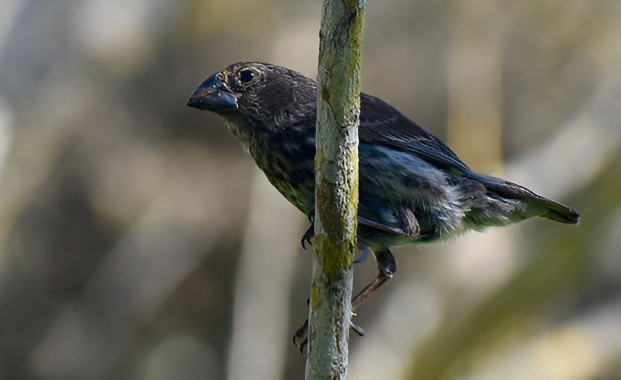 Study of Darwin's finches sheds light on how one species become many ...