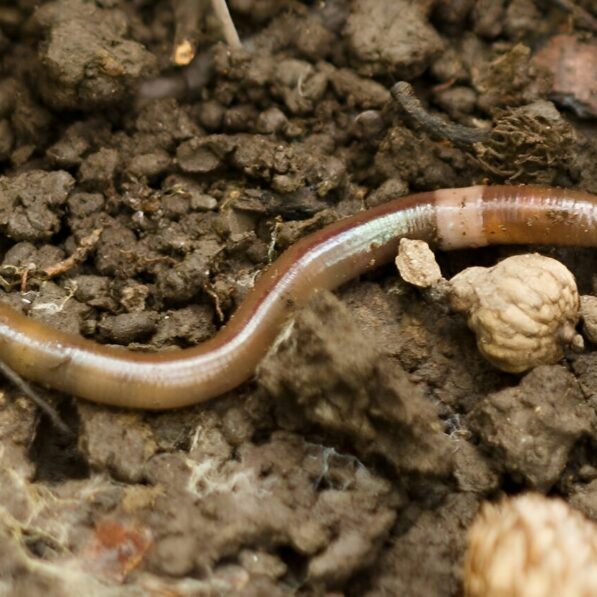 Alien invasion: Non-native earthworms threaten ecosystems - Tech and ...