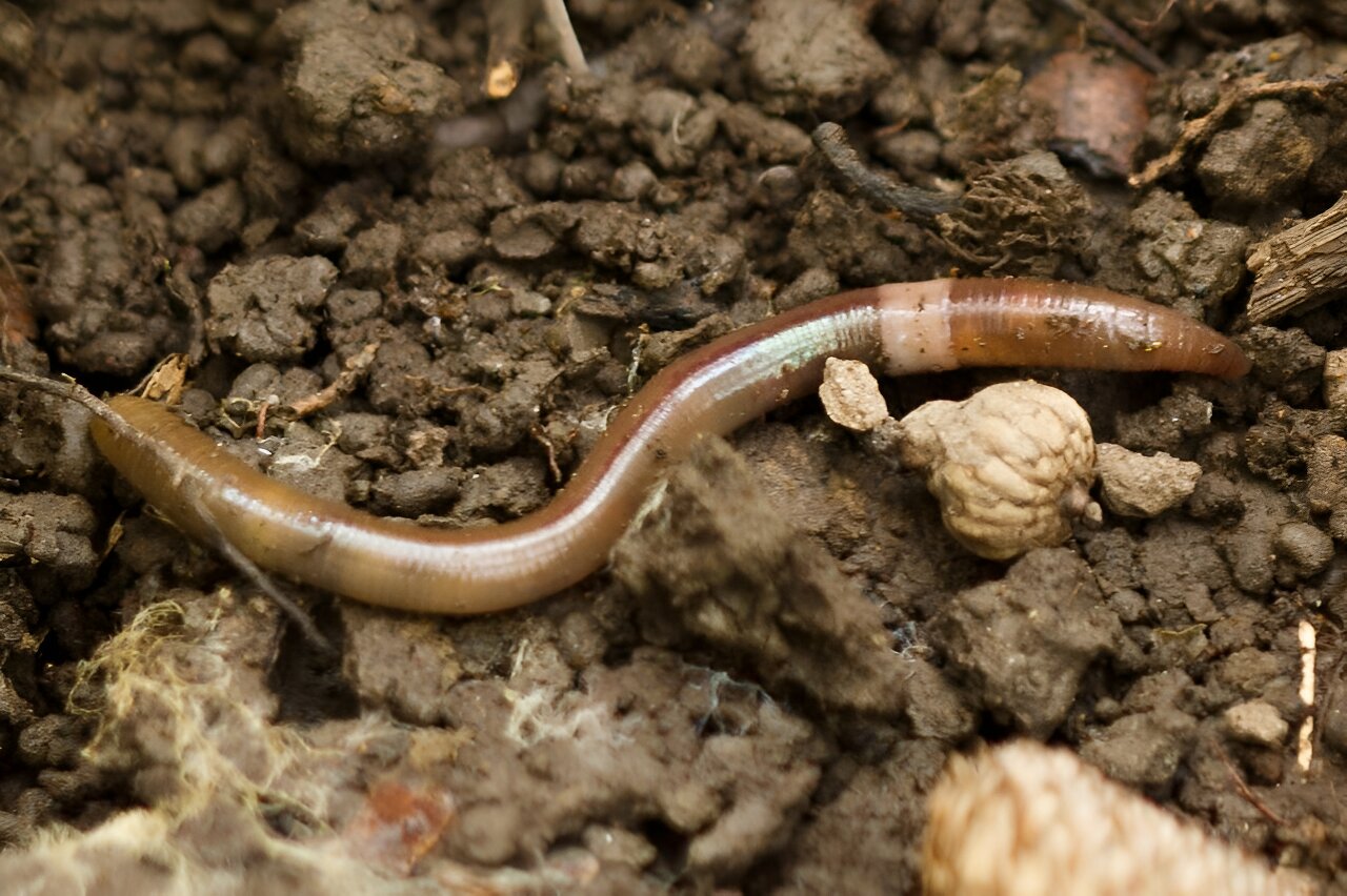 Alien invasion: Non-native earthworms threaten ecosystems - Tech and ...