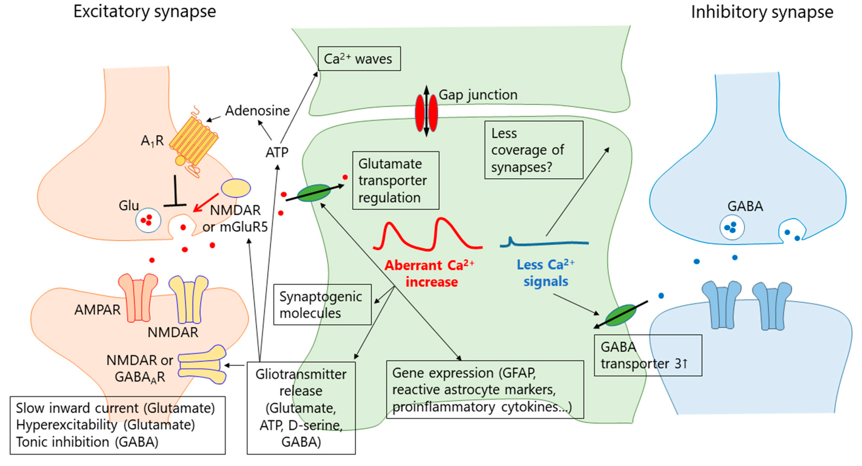How neurotransmitter receptors transport calcium, a process linked with ...
