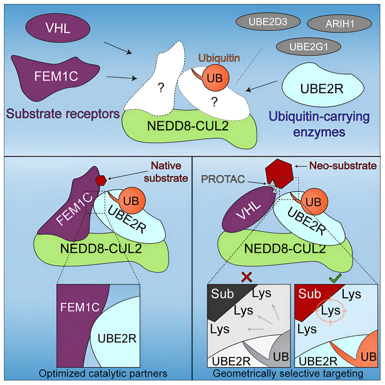 Learning how cells dispose of unwanted materials is key to potential new therapeutics, say ...