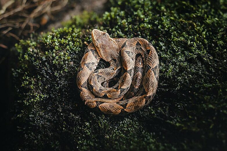 Mathematical model reveals how a pit viper is able to find its dinner ...