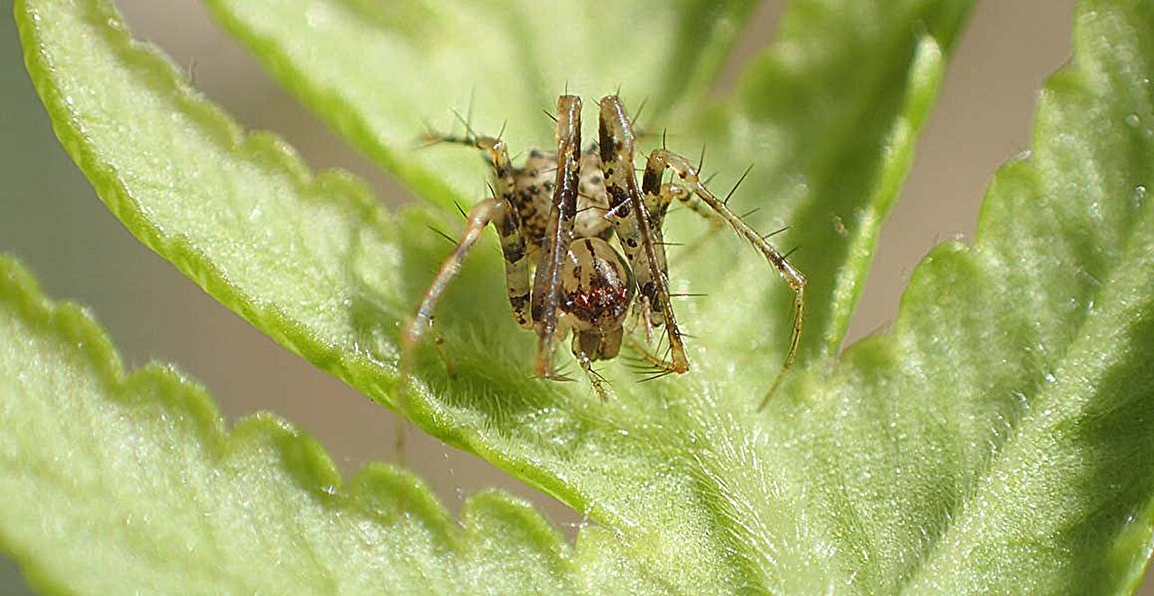 New species of pirate spiders discovered on South Atlantic island ...