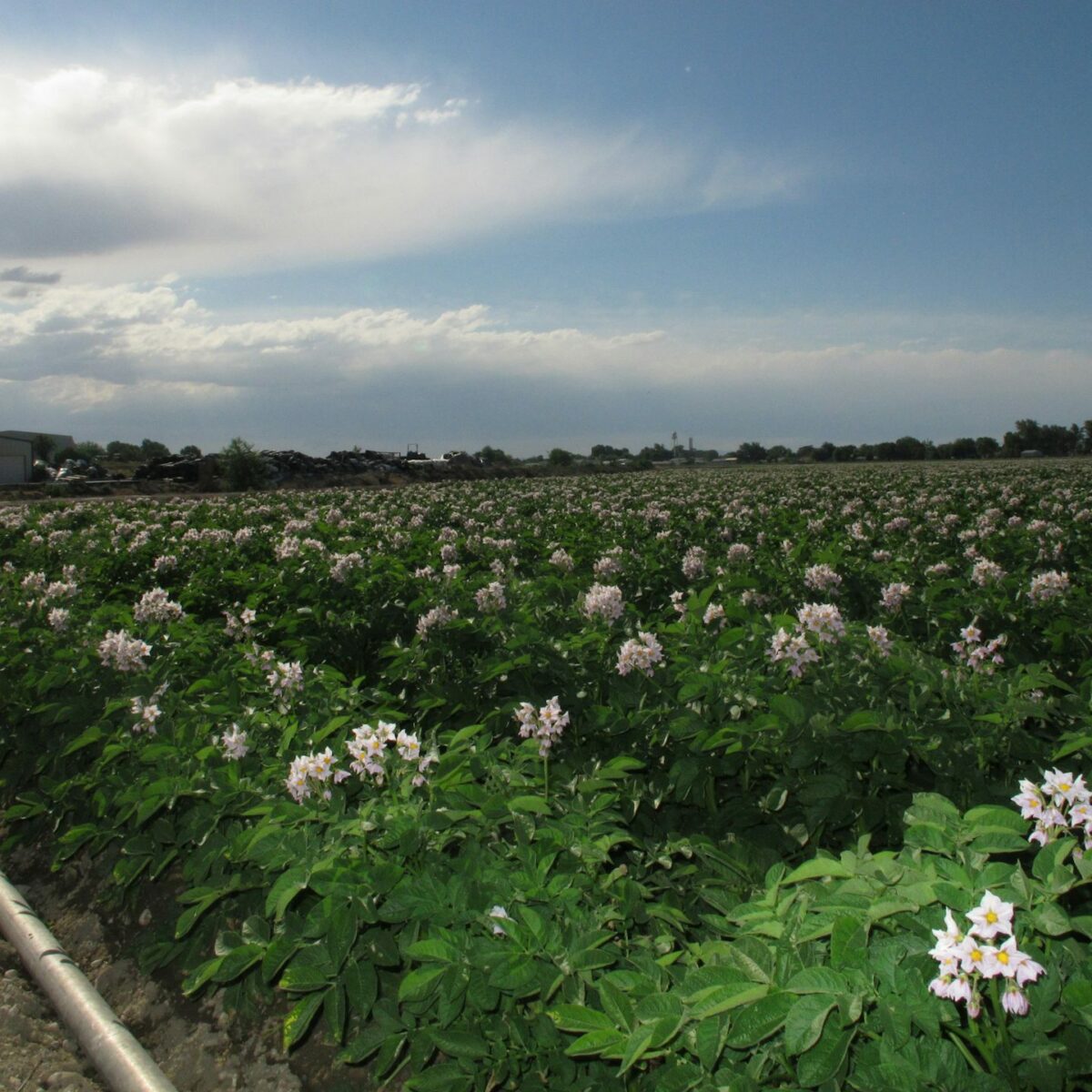 Perovskite solar cell with ultra-long stability - Tech and Science Post