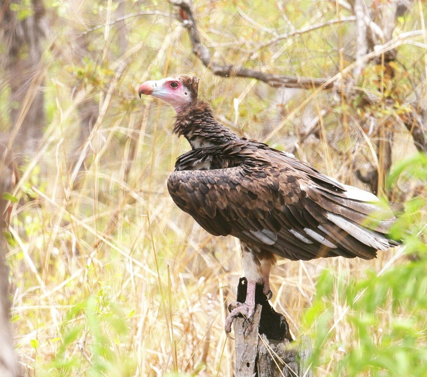 Protected lands provide a last stand for critically endangered vultures ...