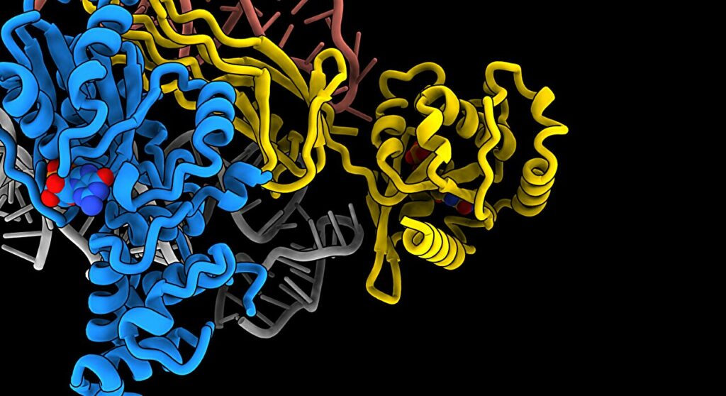 Researchers produce 3D model of the ribosome and visualize how it is ...