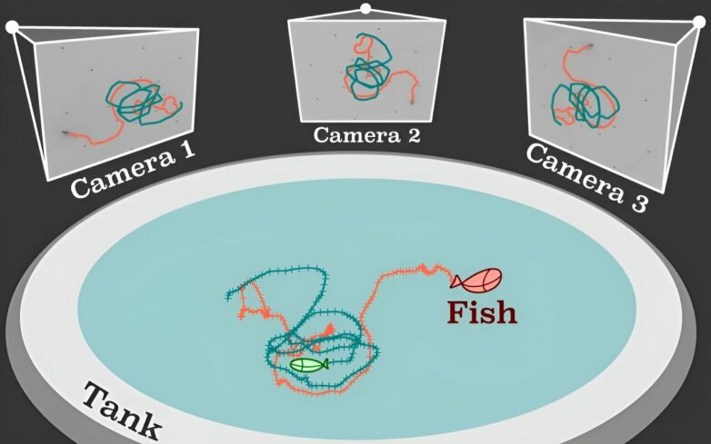 How many zebrafish constitute a school? 'Three,' say physicists - Tech ...