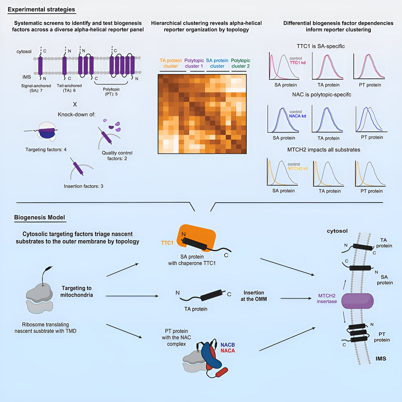 How signaling proteins get to the mitochondrial surface - Tech and ...