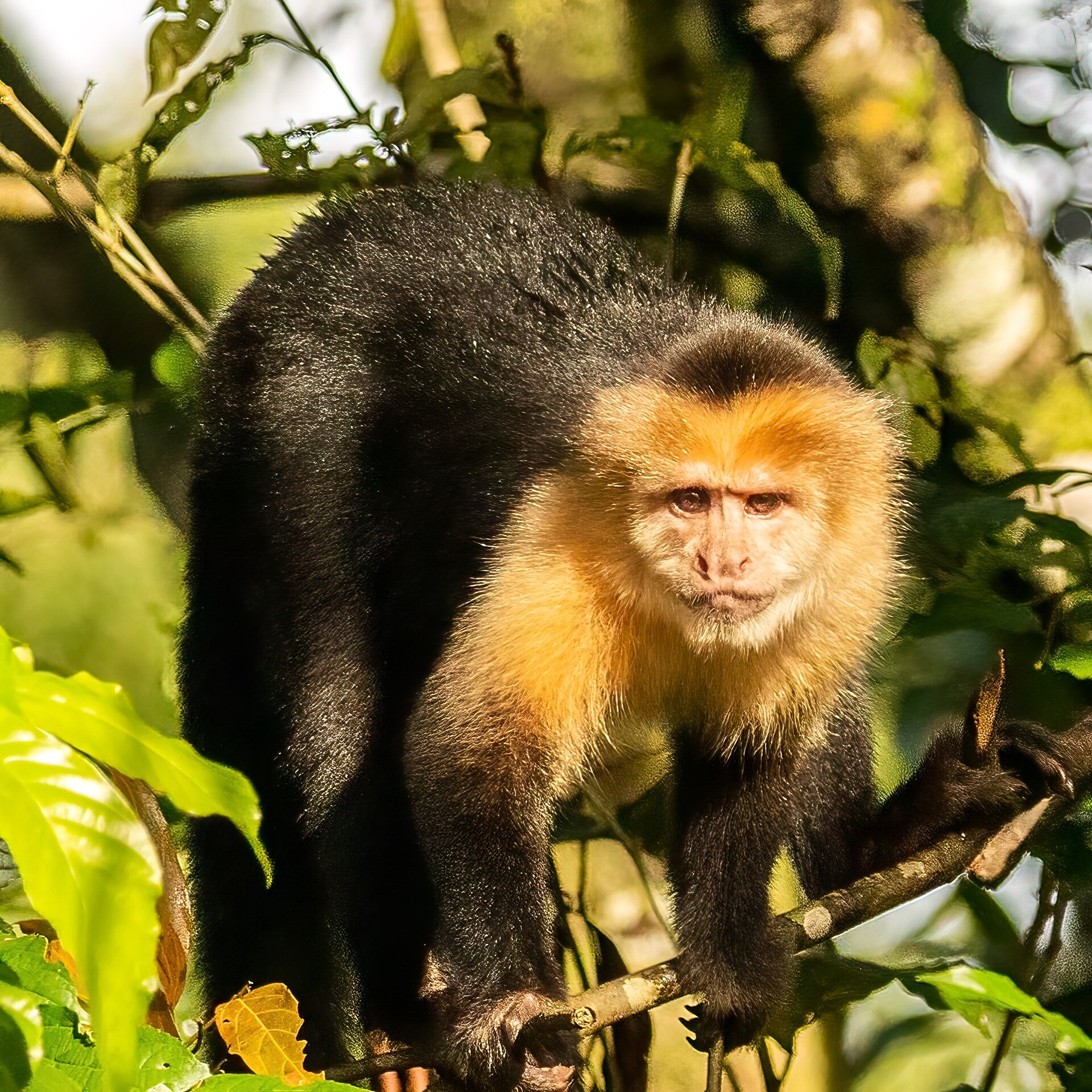 Primatologist observes how monkeys change behavior to survive ...
