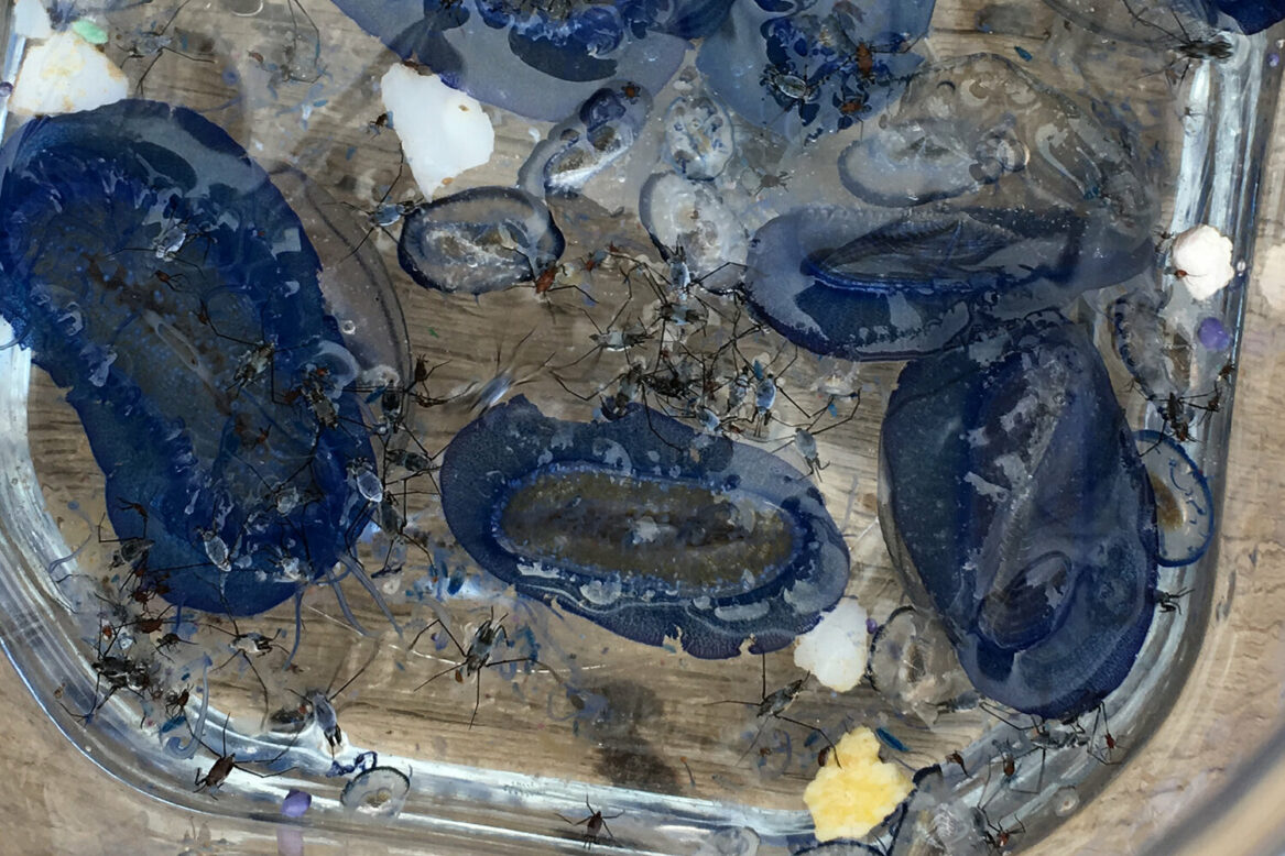 Study finds large accumulations of plastics in the ocean, even outside ...