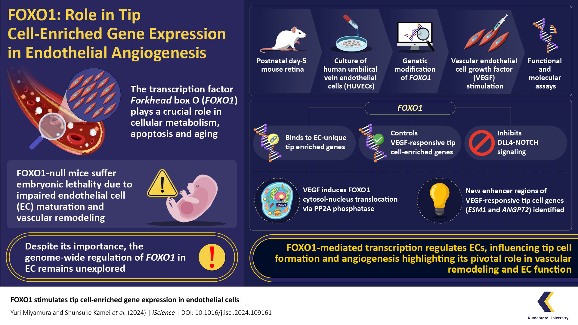 Uncovering the role of FOXO1 in vascular development and ...