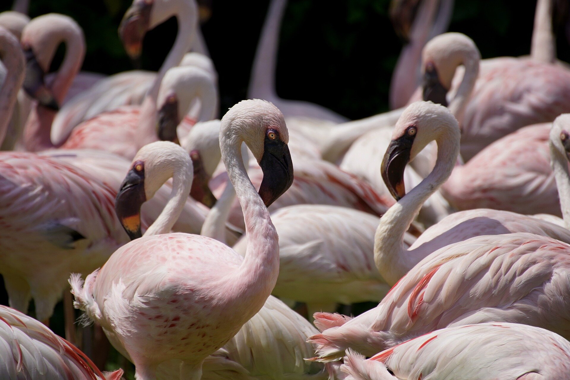 Africa's iconic flamingos threatened by rising lake levels, study shows ...
