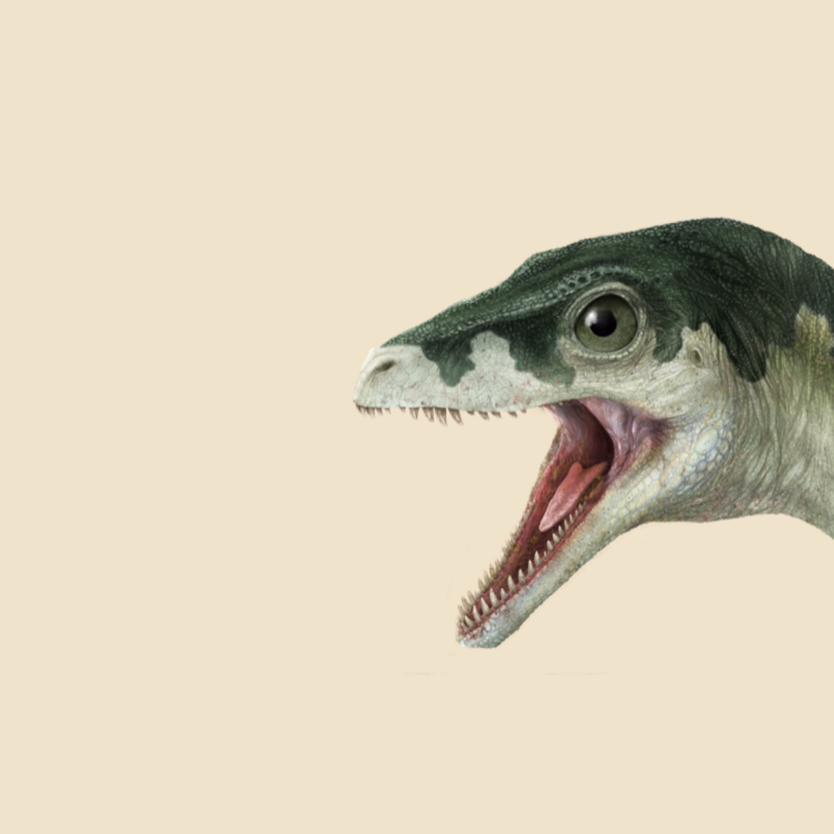 Growing quickly helped the earliest dinosaurs and other ancient ...