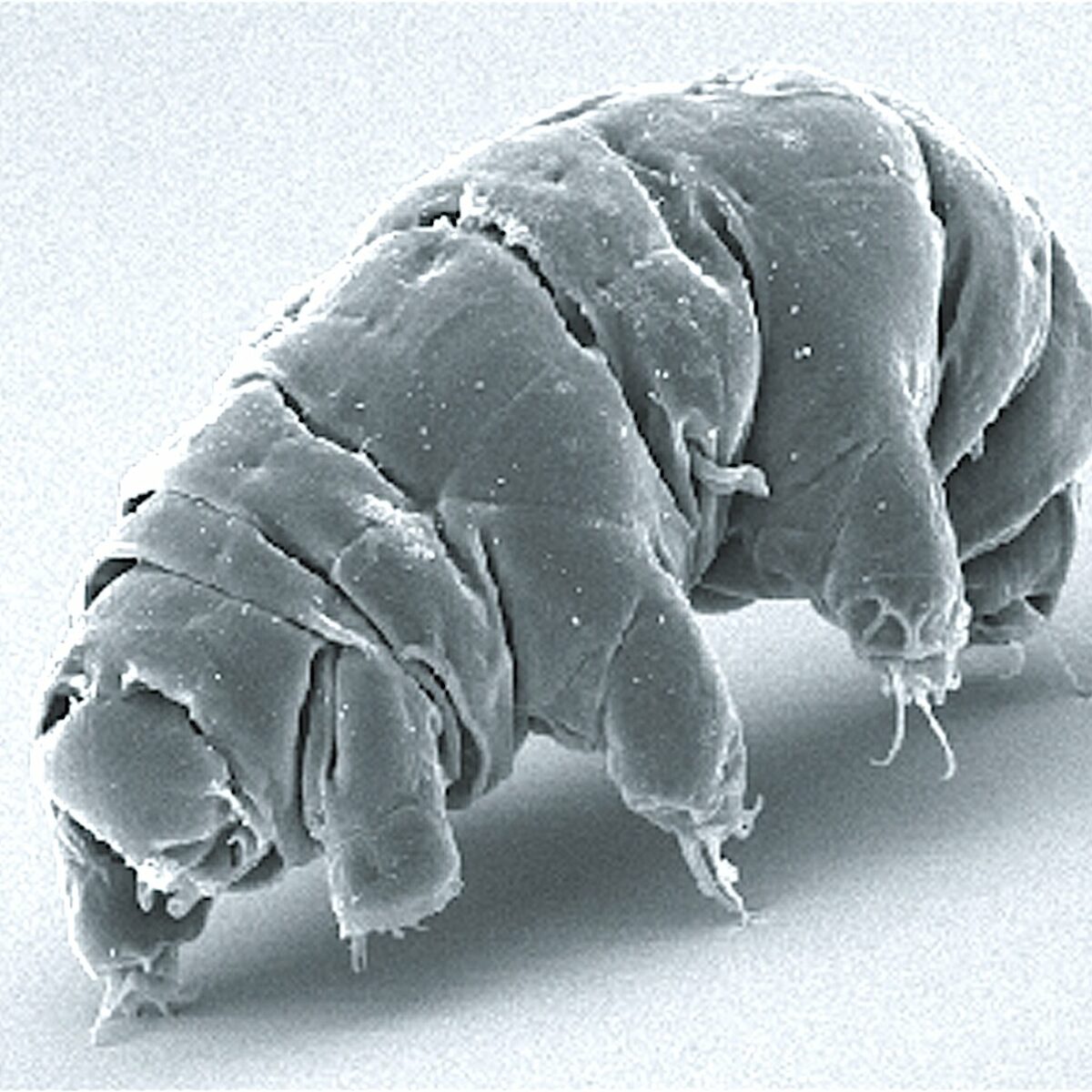 Researchers discover new clues to how tardigrades can survive intense ...