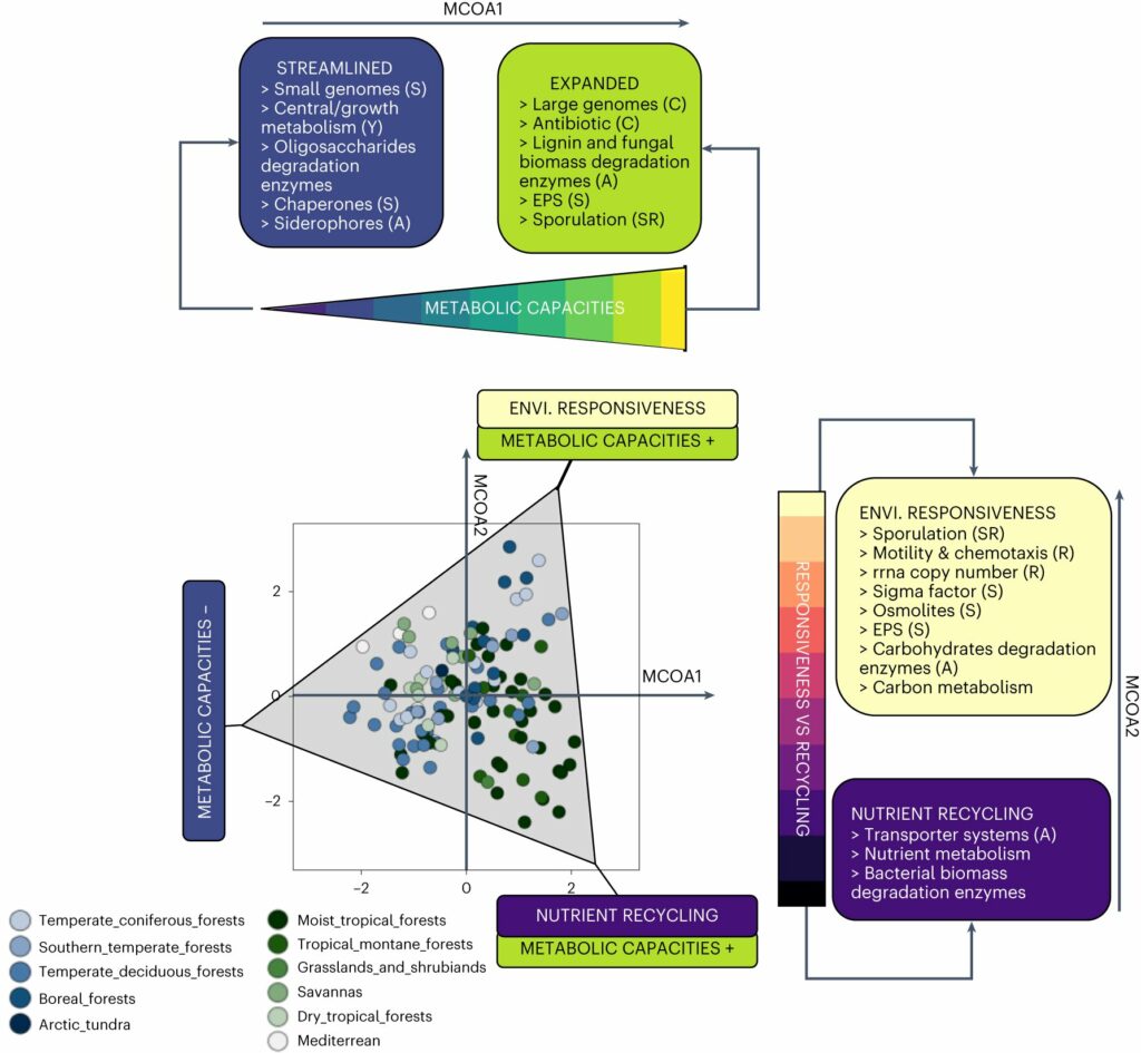 Soil bacteria link their life strategies to soil conditions: Study ...