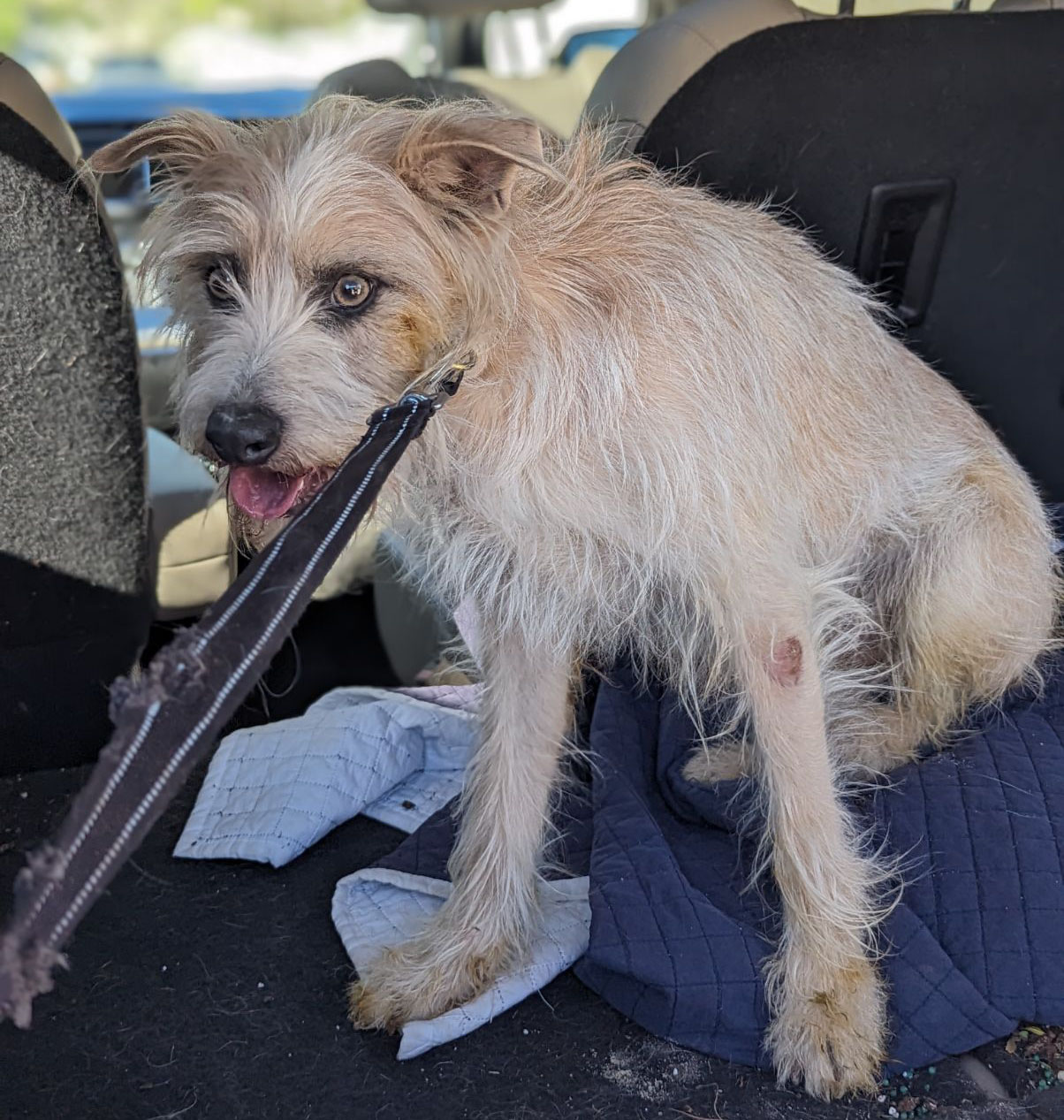 watch out for foxtail seed pods that can harm your dog or cat this ...