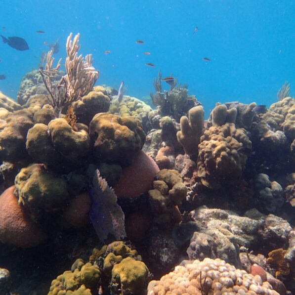 Harnessing ecological theory for successful ecosystem restoration ...