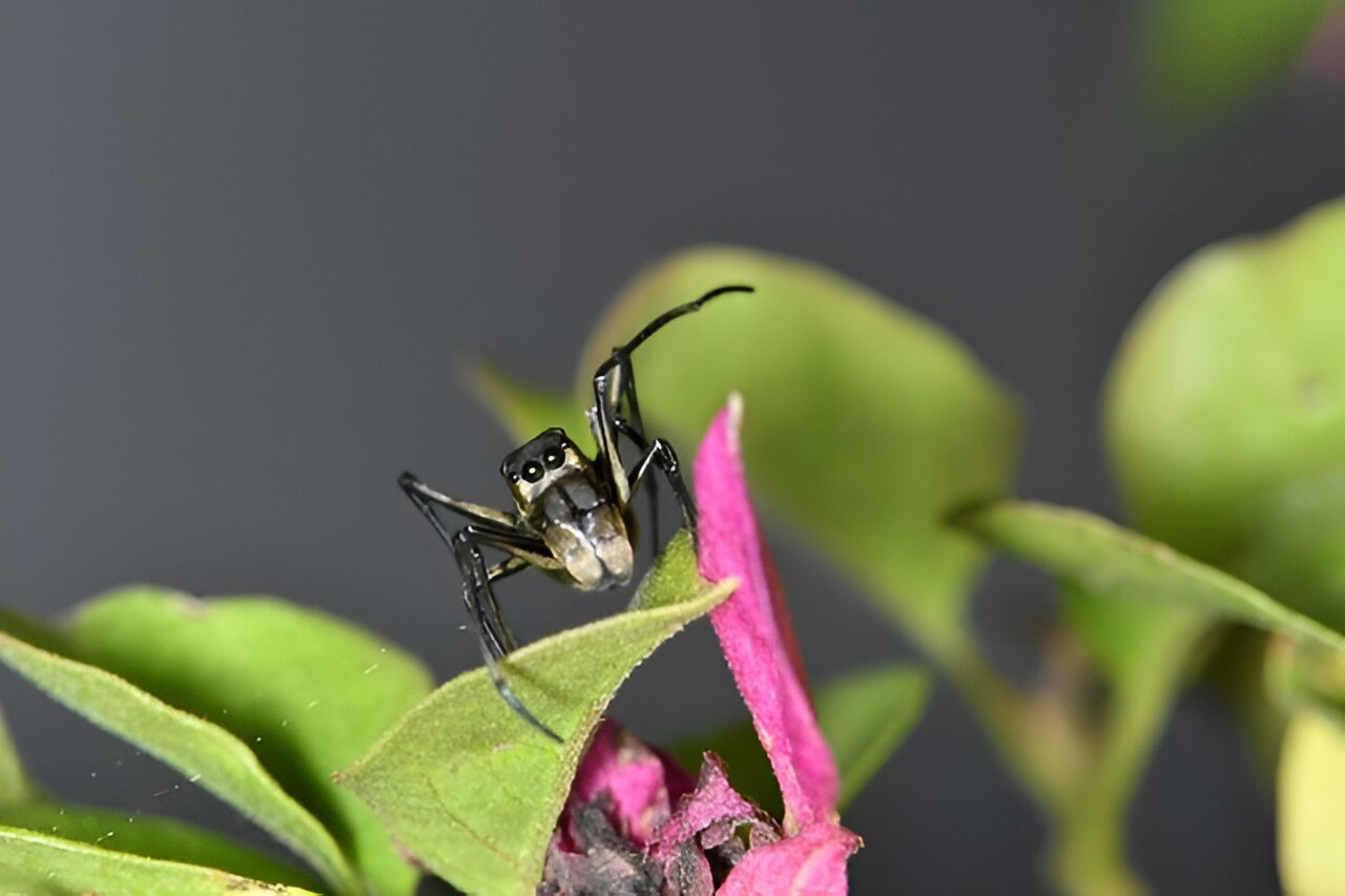 Jumping spider study finds offspring care extends lifespan of mothers ...