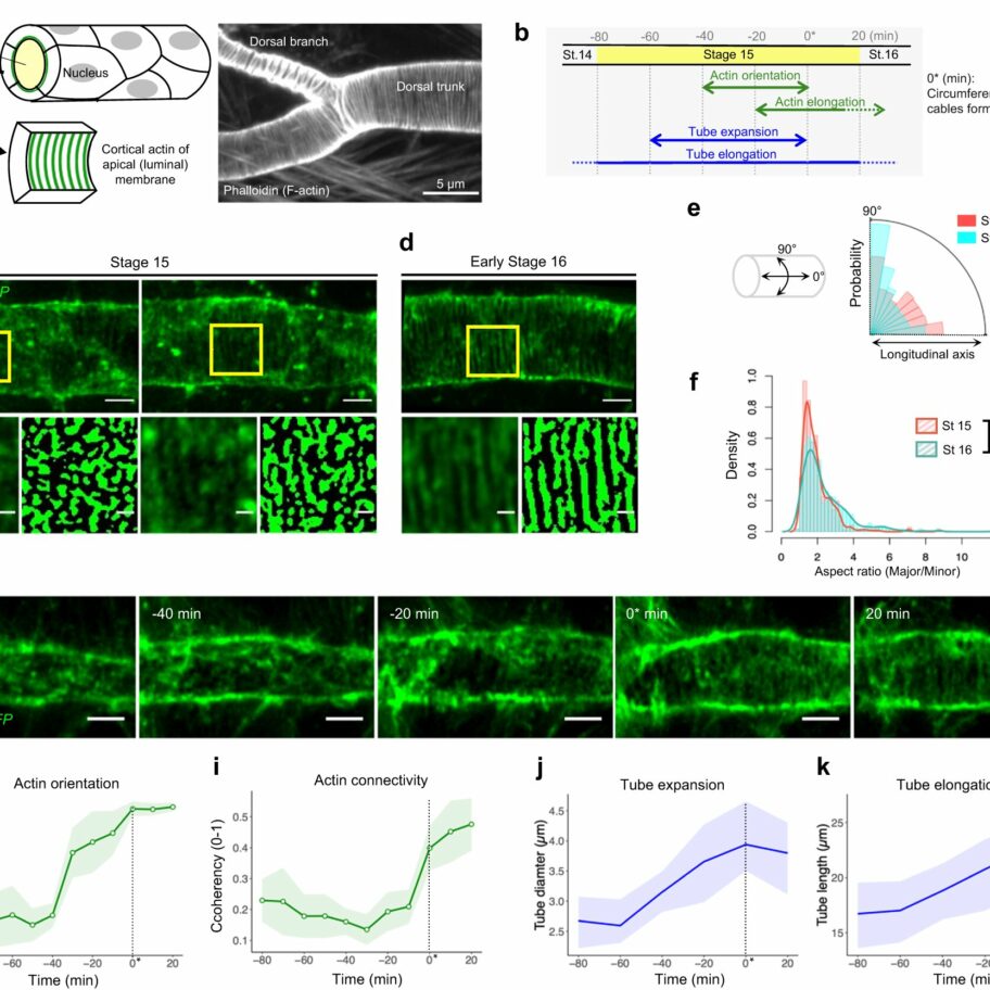 New model reveals how tubular tissues form uniform channels - Tech and ...