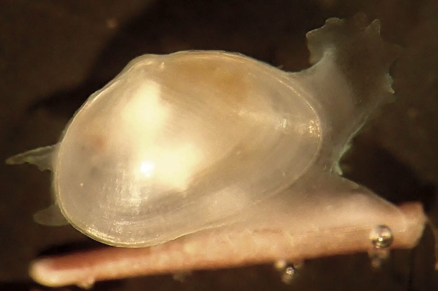 New clam species discovered in South Africa's kelp forest - Tech and ...