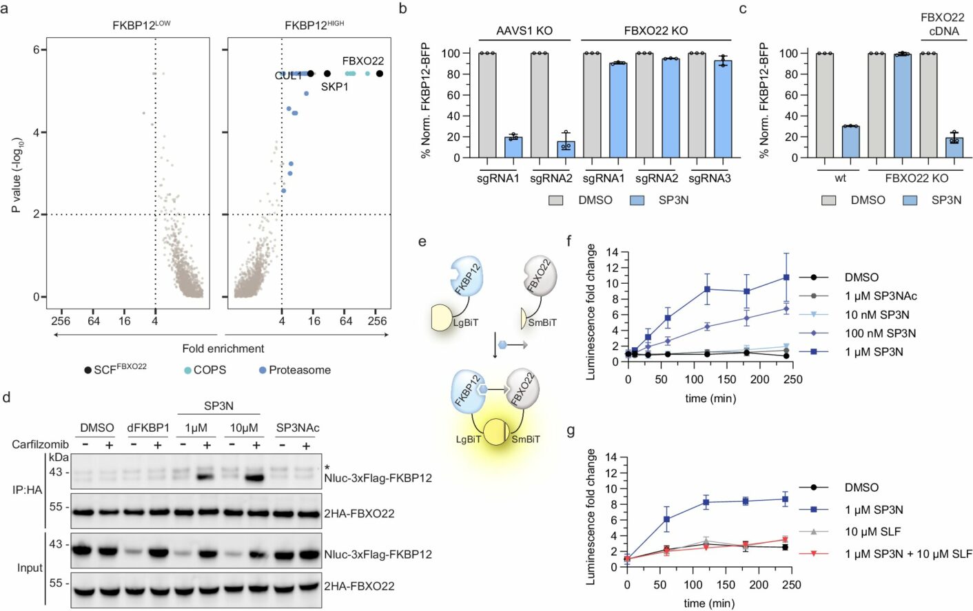 Targeted protein degradation: New adapter molecule expands potential of ...