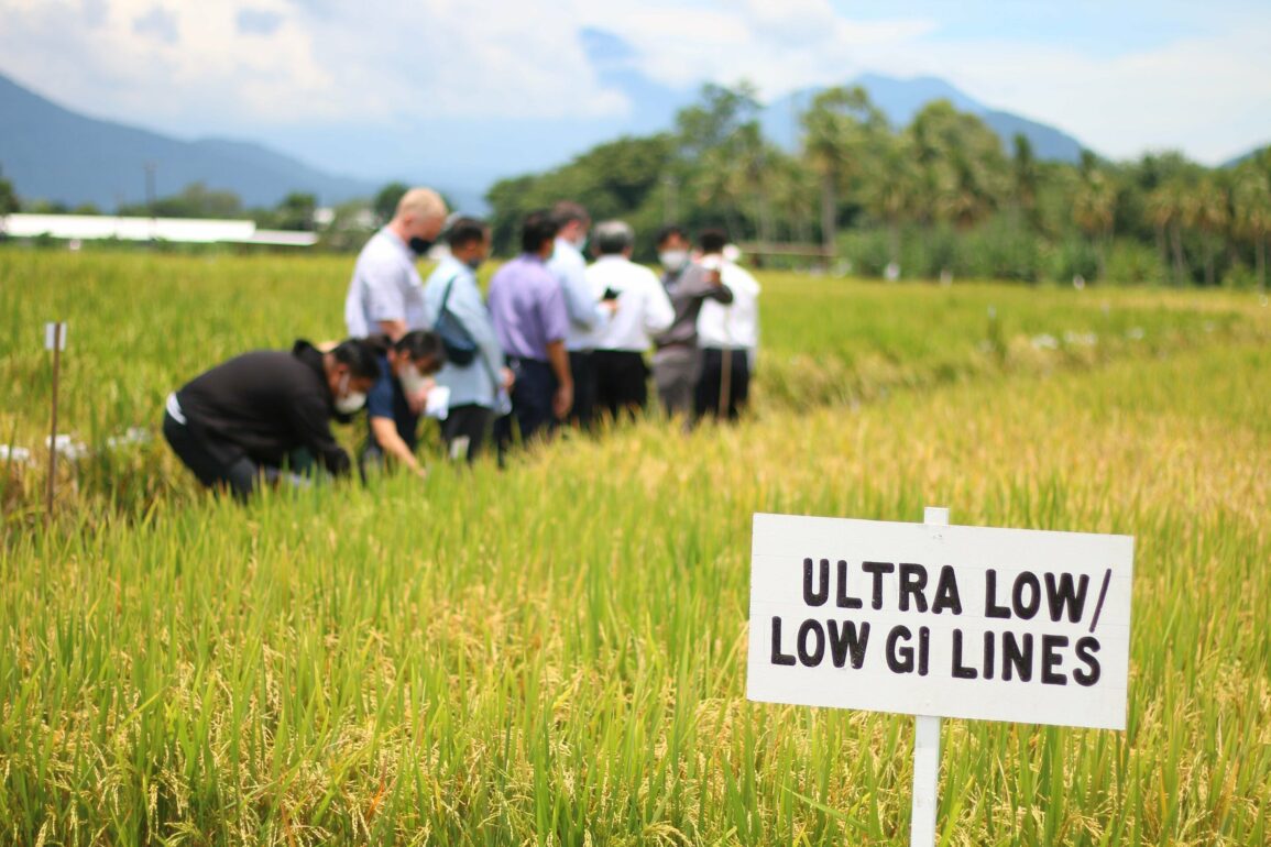 Researchers identify genes for low glycemic index and high protein in ...