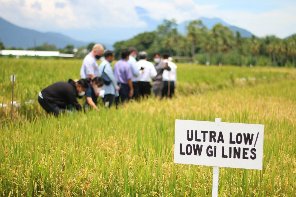 Researchers identify genes for low glycemic index and high protein in ...