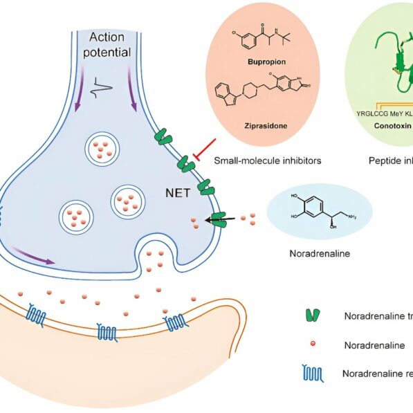 Scientists produce in vitro model of cell differentiation during early ...