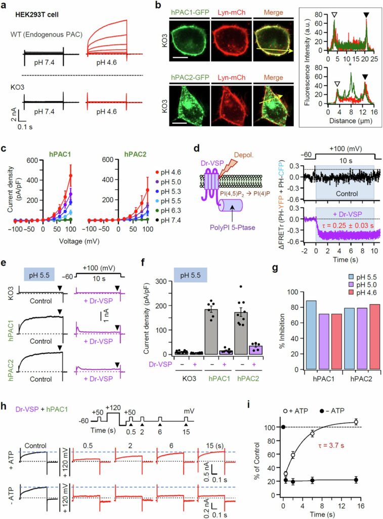 Preventing cell damage: Working principle of proton-activated chloride ...
