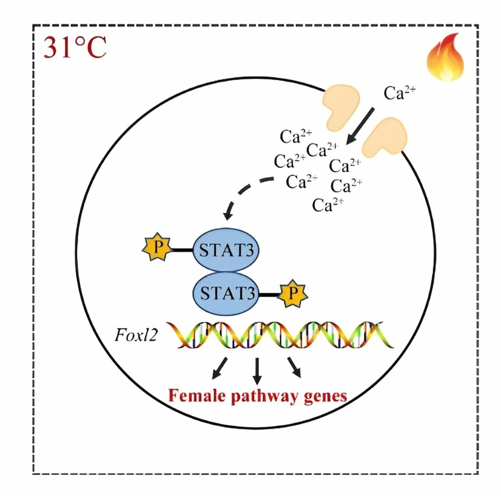 Study reveals new female-determining pathway in turtles - Tech and ...