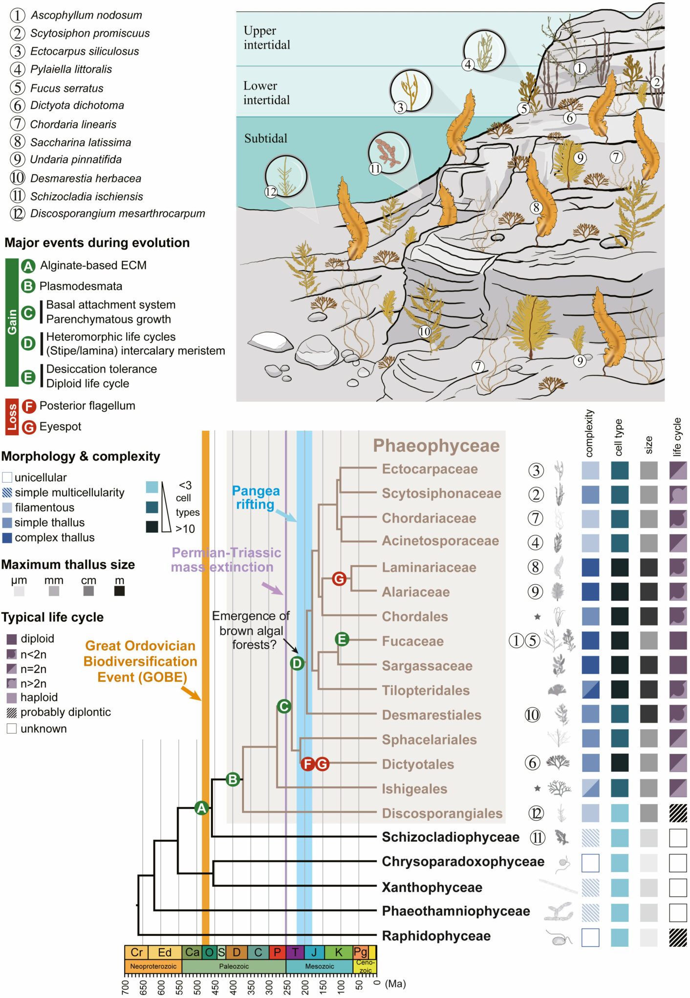 Comprehensive analysis reveals hidden genomic evolution of brown algae - Tech and Science Post