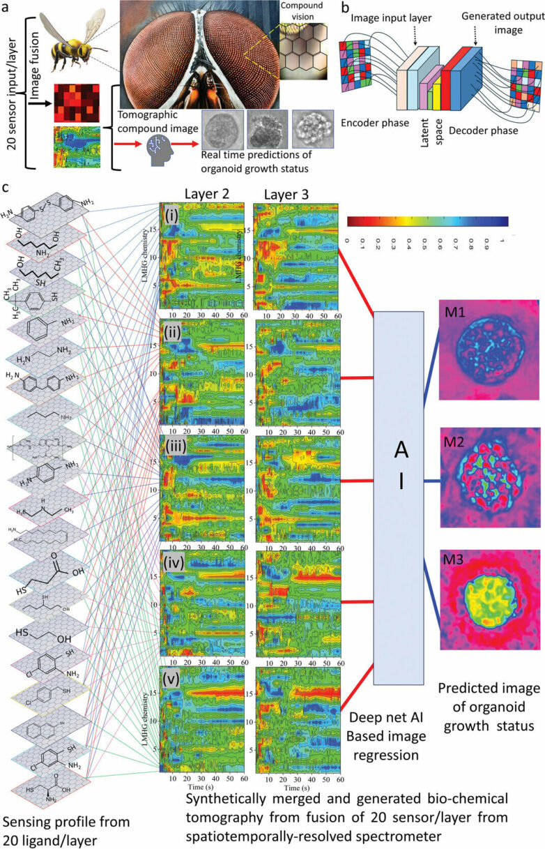 Insect vision inspires noninvasive method for deep tissue molecular ...