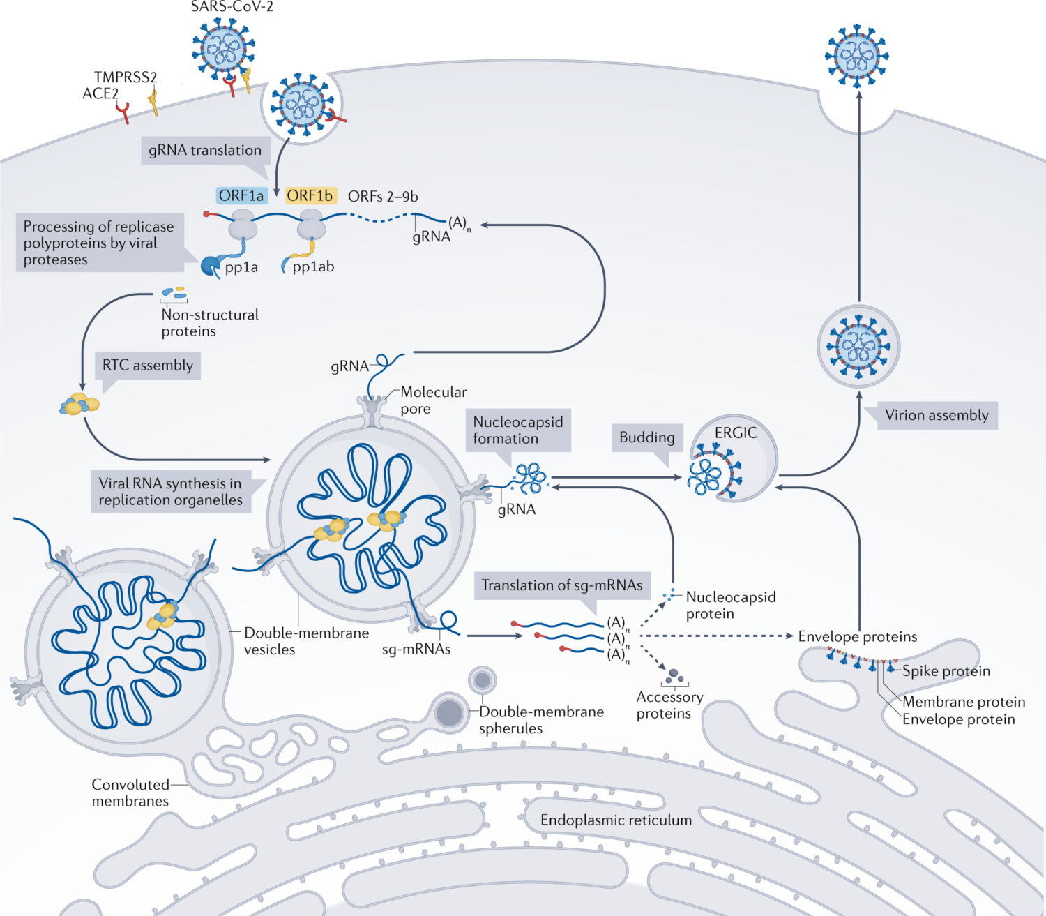 Molecular 3D structure of viral 'copying machine' deciphered - Tech and ...