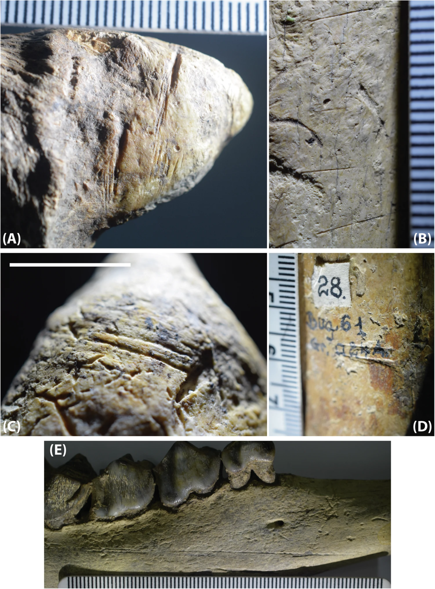 Tiny cut marks on animal bone fossils reveal that human ancestors were ...