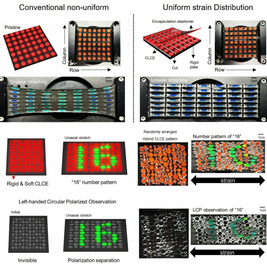 Transcriptomics unlock how root cells 'sense' and adapt to soil - Tech ...