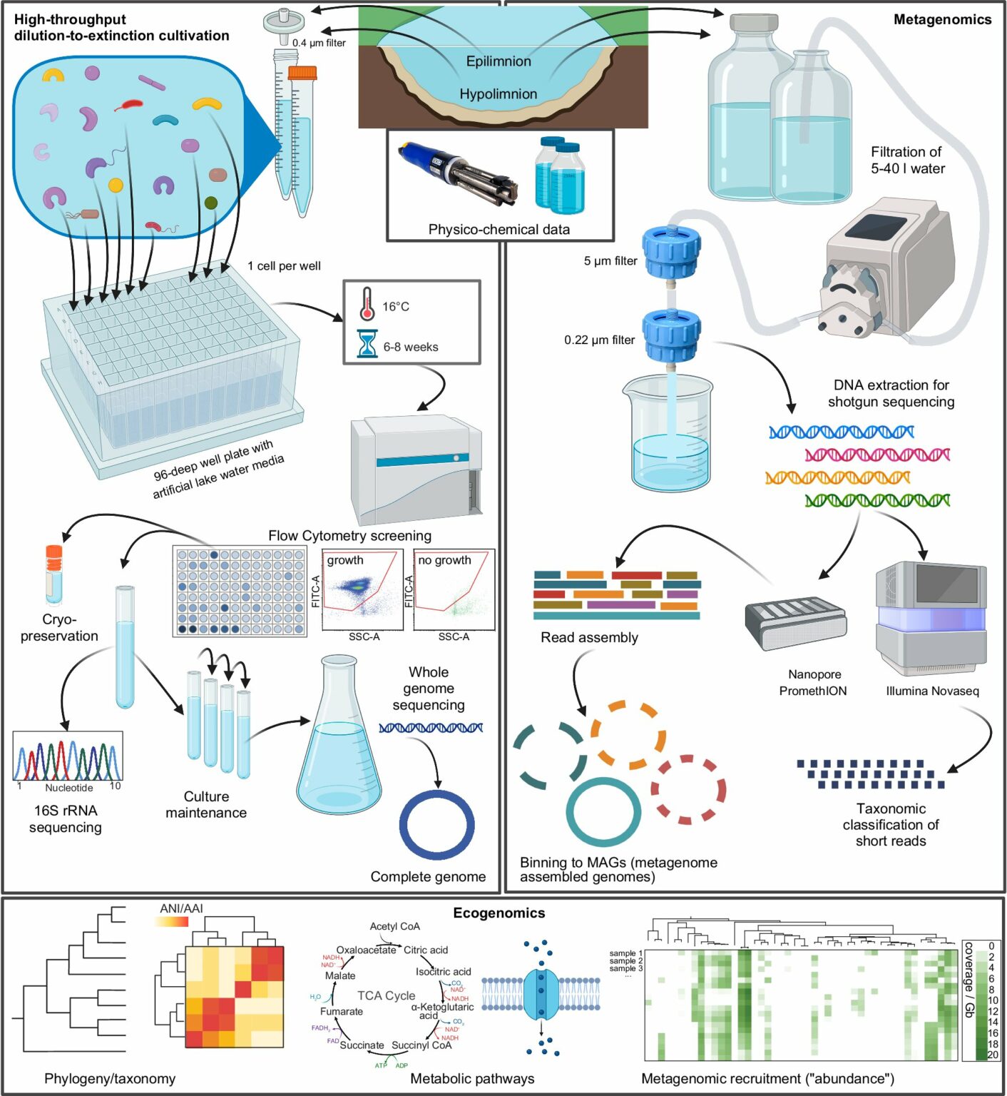 Hundreds of abundant freshwater microbes finally cultivated for ...